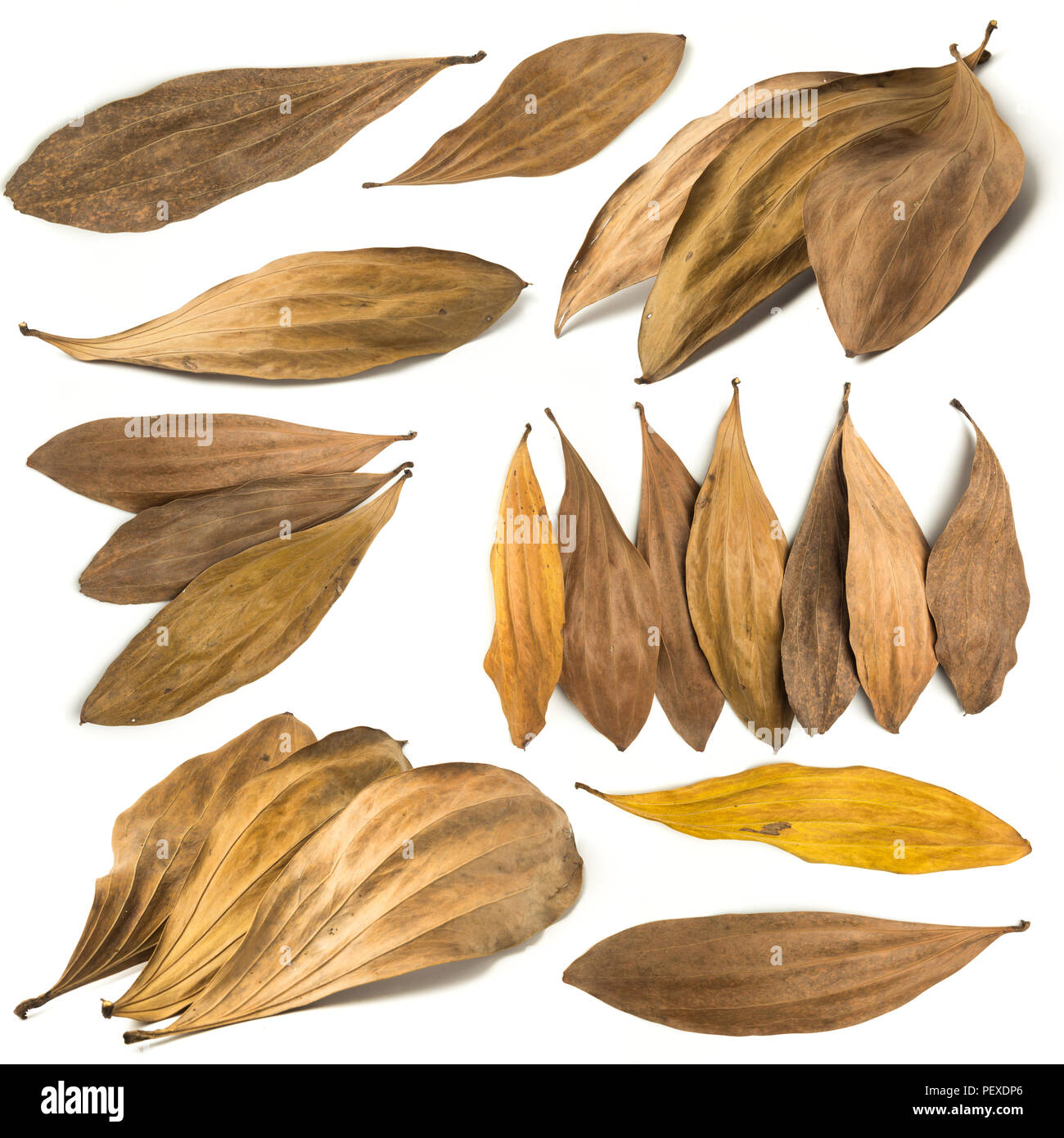 Dry leaves isolated on a white background Stock Photo - Alamy