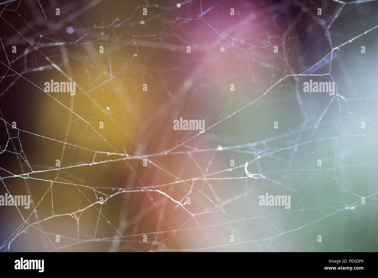 Close up view of the strings of a spiders web Stock Photo - Alamy