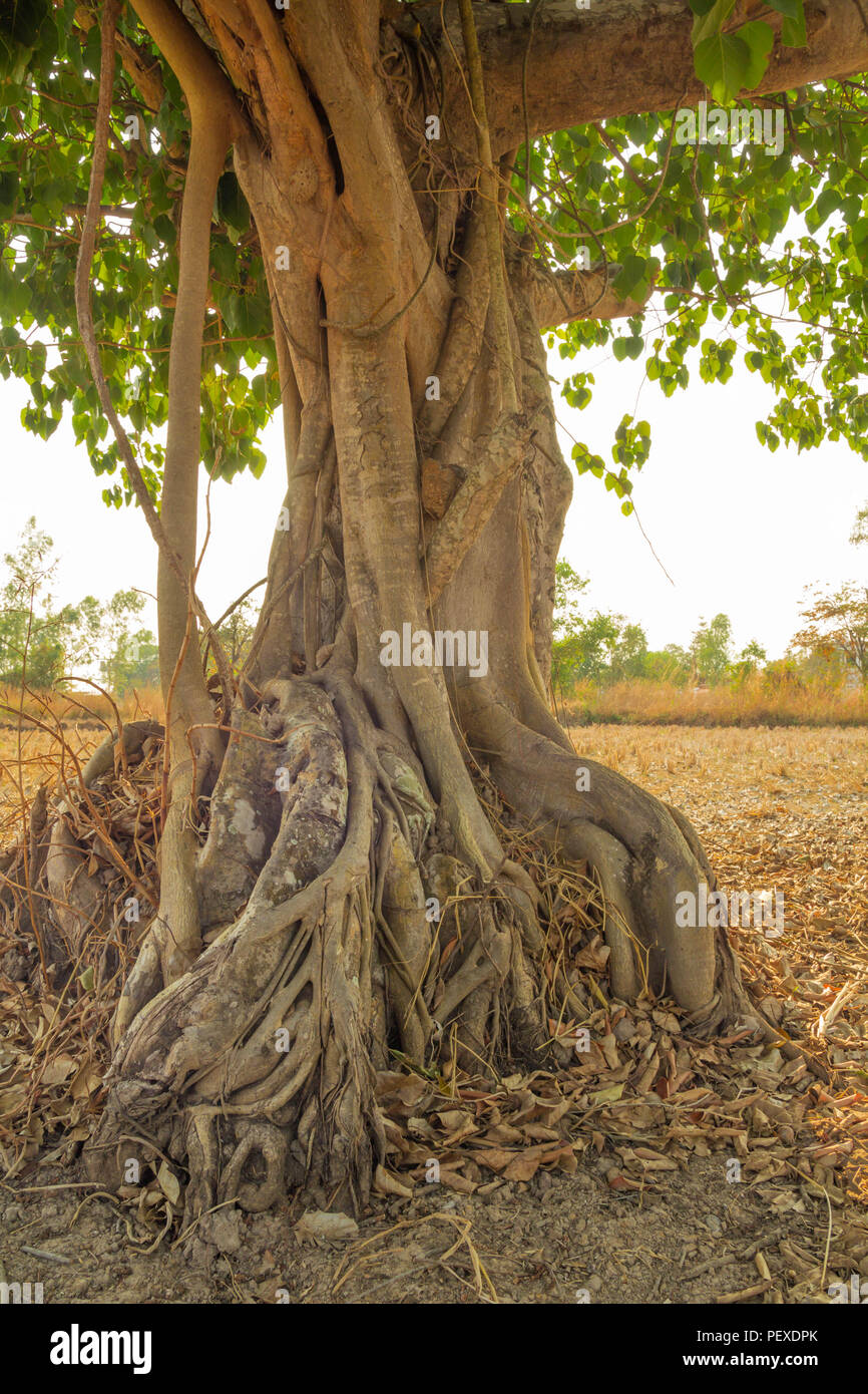 Bodhi Tree root isolated against white background Stock Photo - Alamy