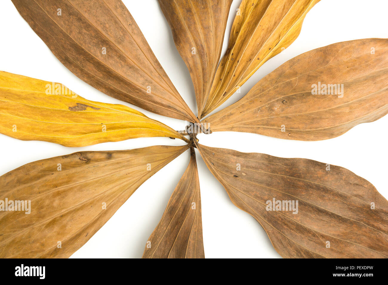 Dry leaves isolated on a white background Stock Photo - Alamy