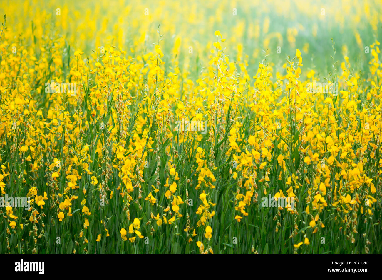 Crotalaria hi-res stock photography and images - Alamy