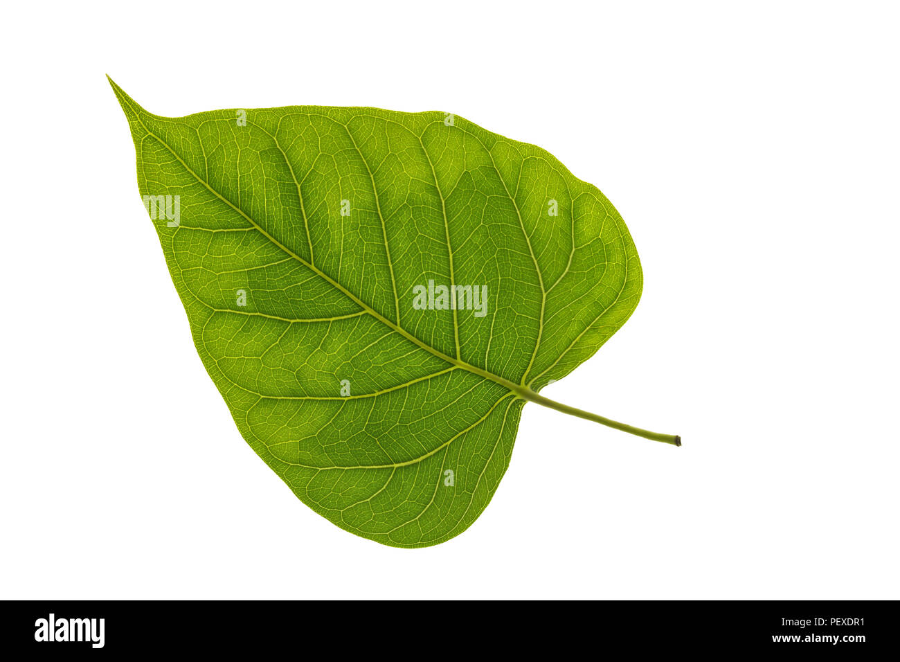 Bodhi Tree Leaf Stock Photos & Bodhi Tree Leaf Stock Images - Alamy