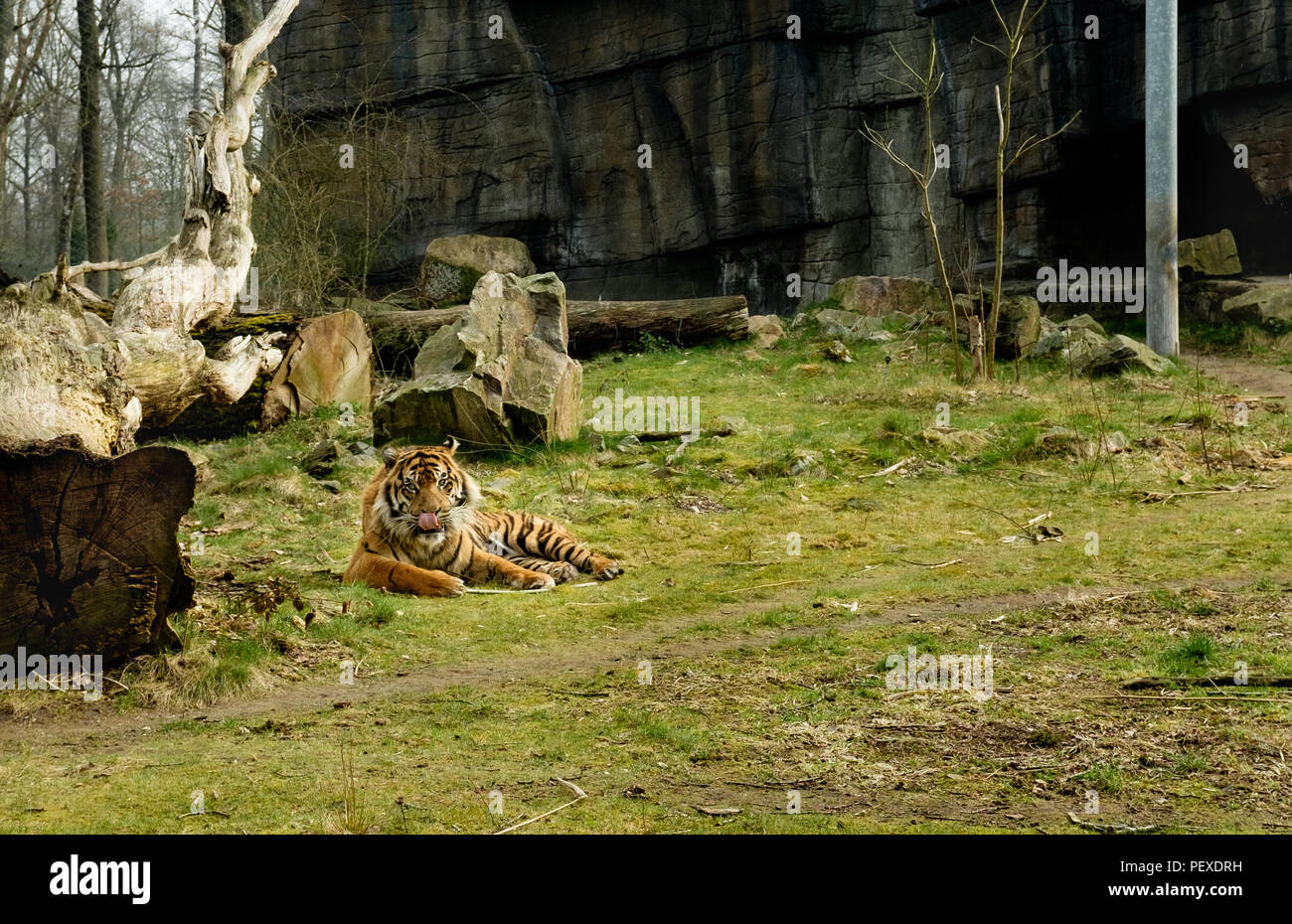 Cute tiger cub standing on a fallen tree. Tiger in the nature habitat ...