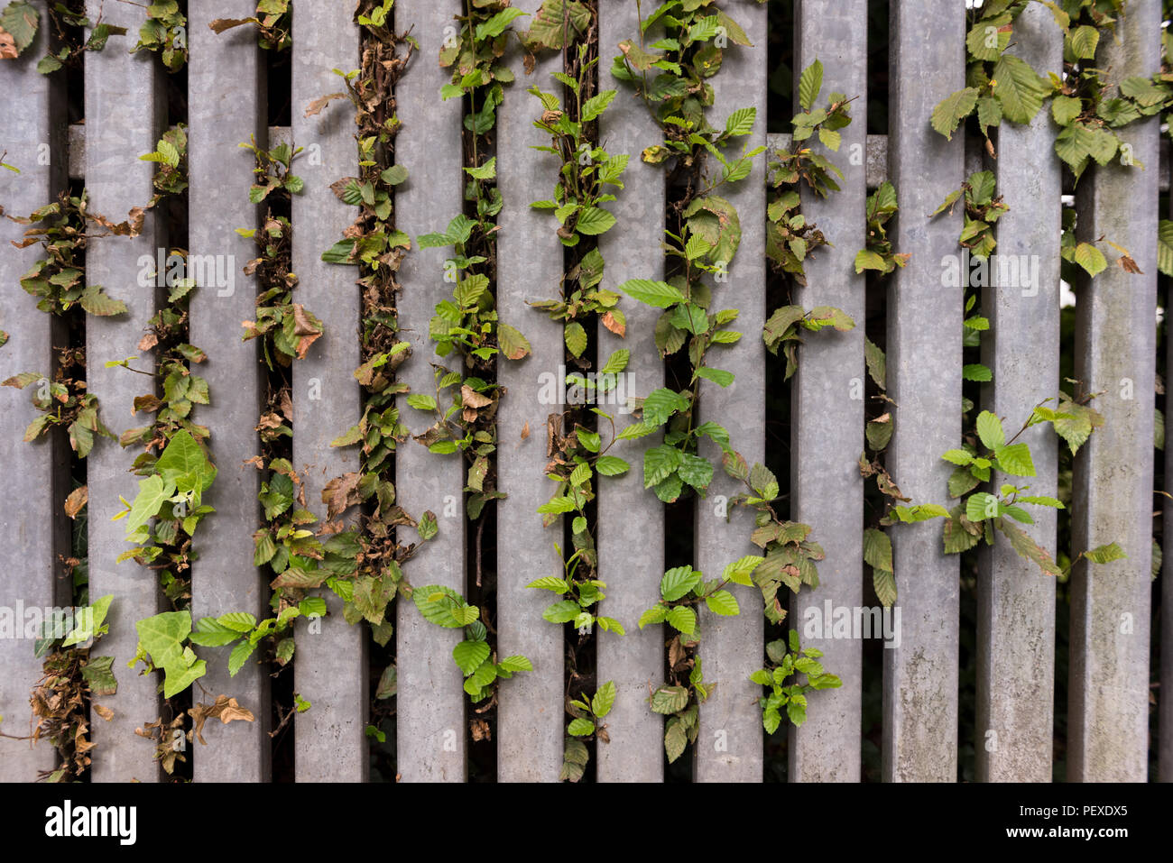 Wooden fence with green leaves as background, texture Stock Photo - Alamy