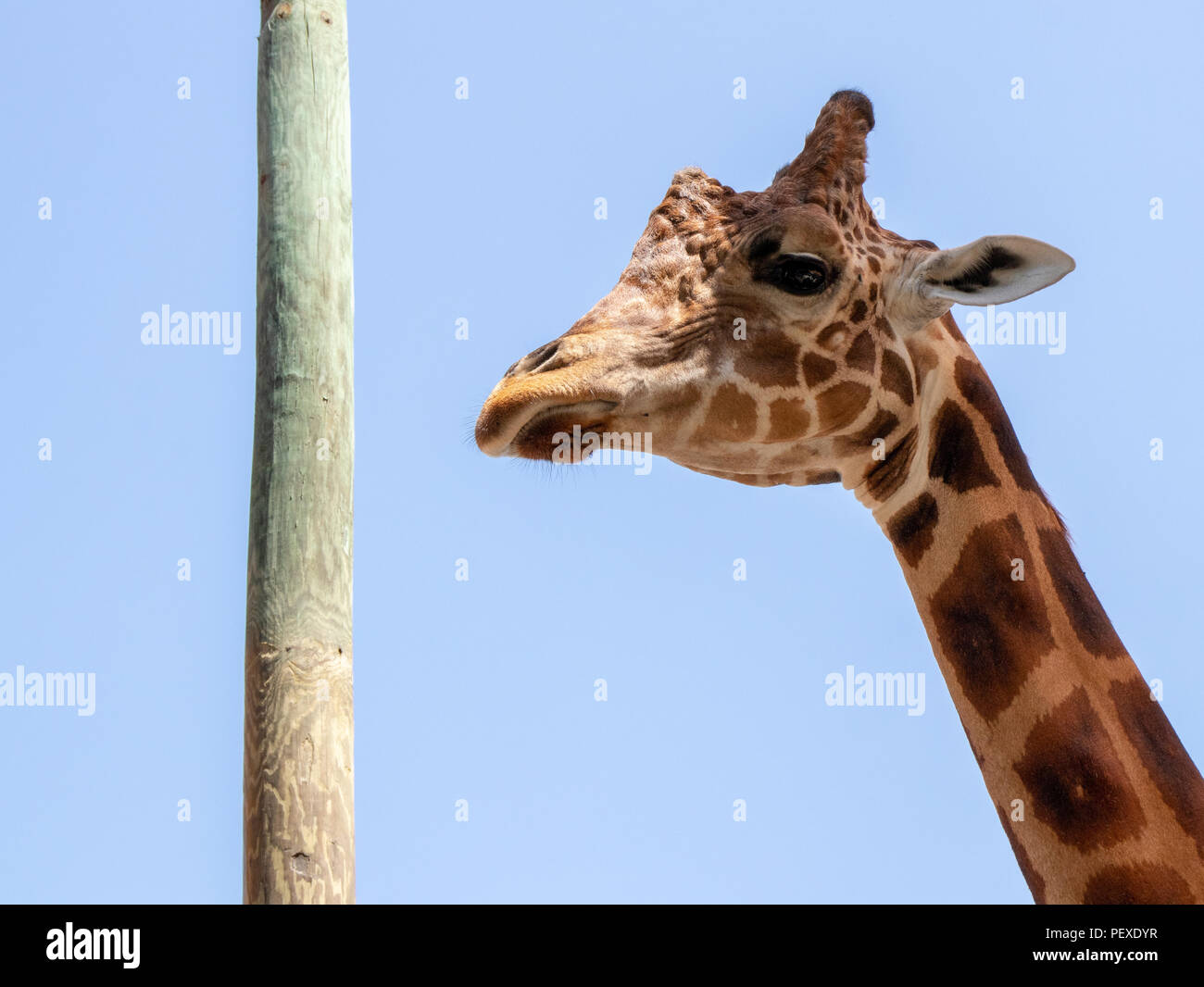 Giraffe long neck hi-res stock photography and images - Alamy
