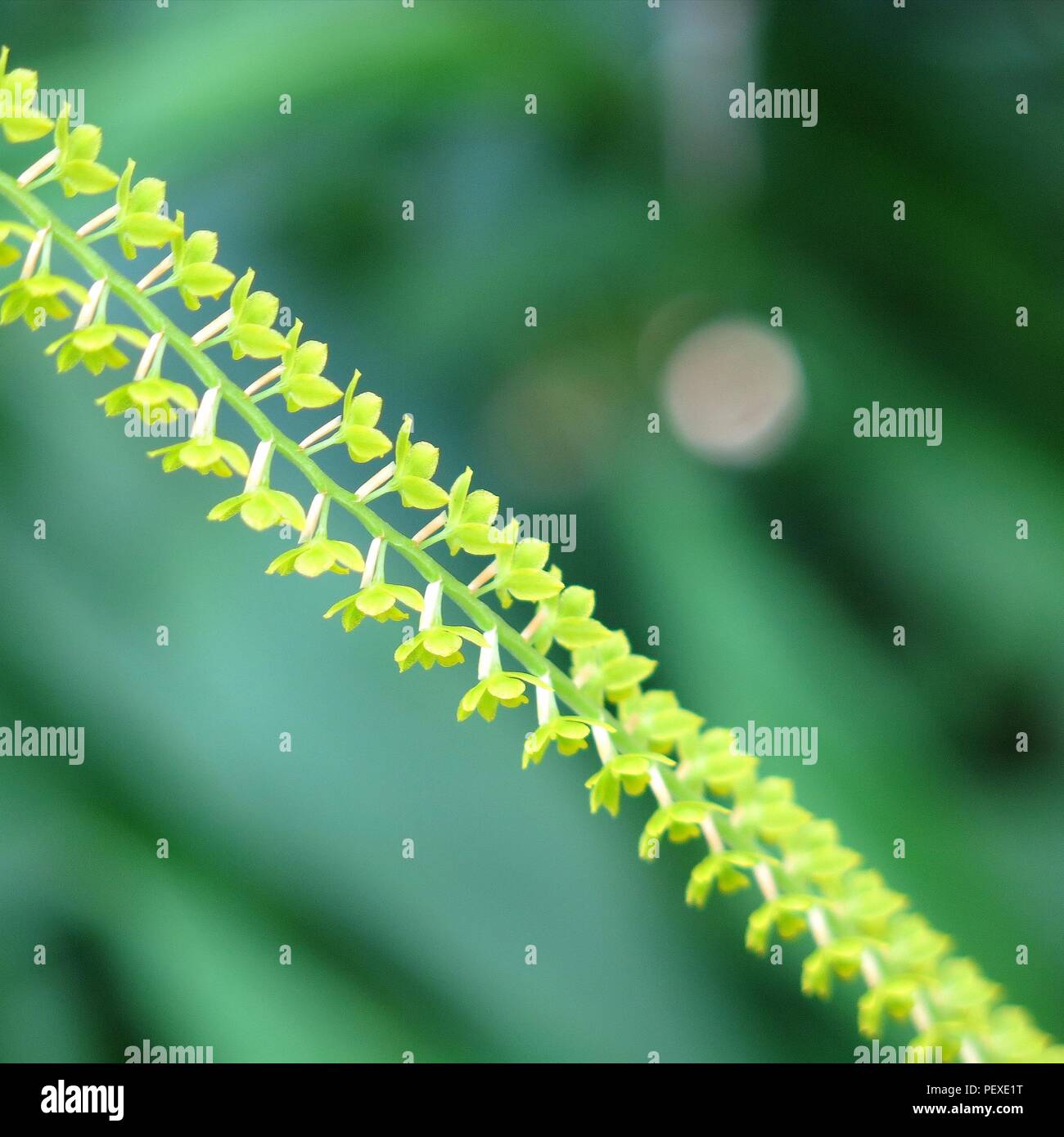 Tropical plant with flowers arranged in a beautiful pattern. Concept ...