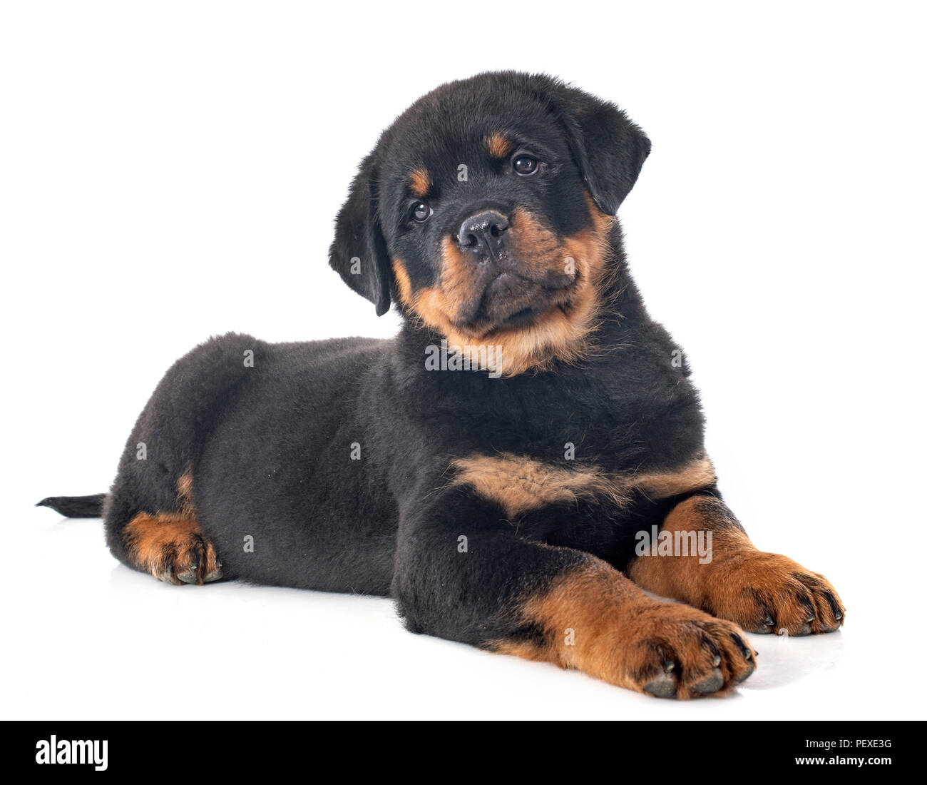 portrait of a purebred puppy rottweiler in front of white background ...