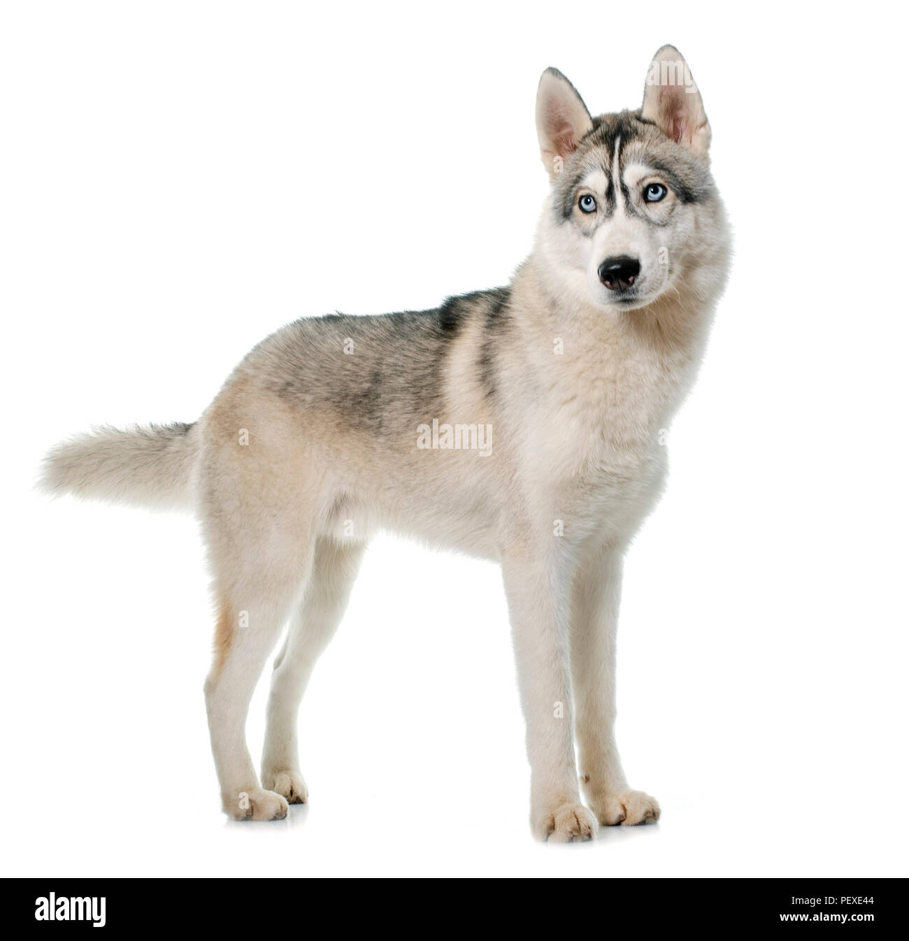 gray siberian husky in front of white background Stock Photo - Alamy