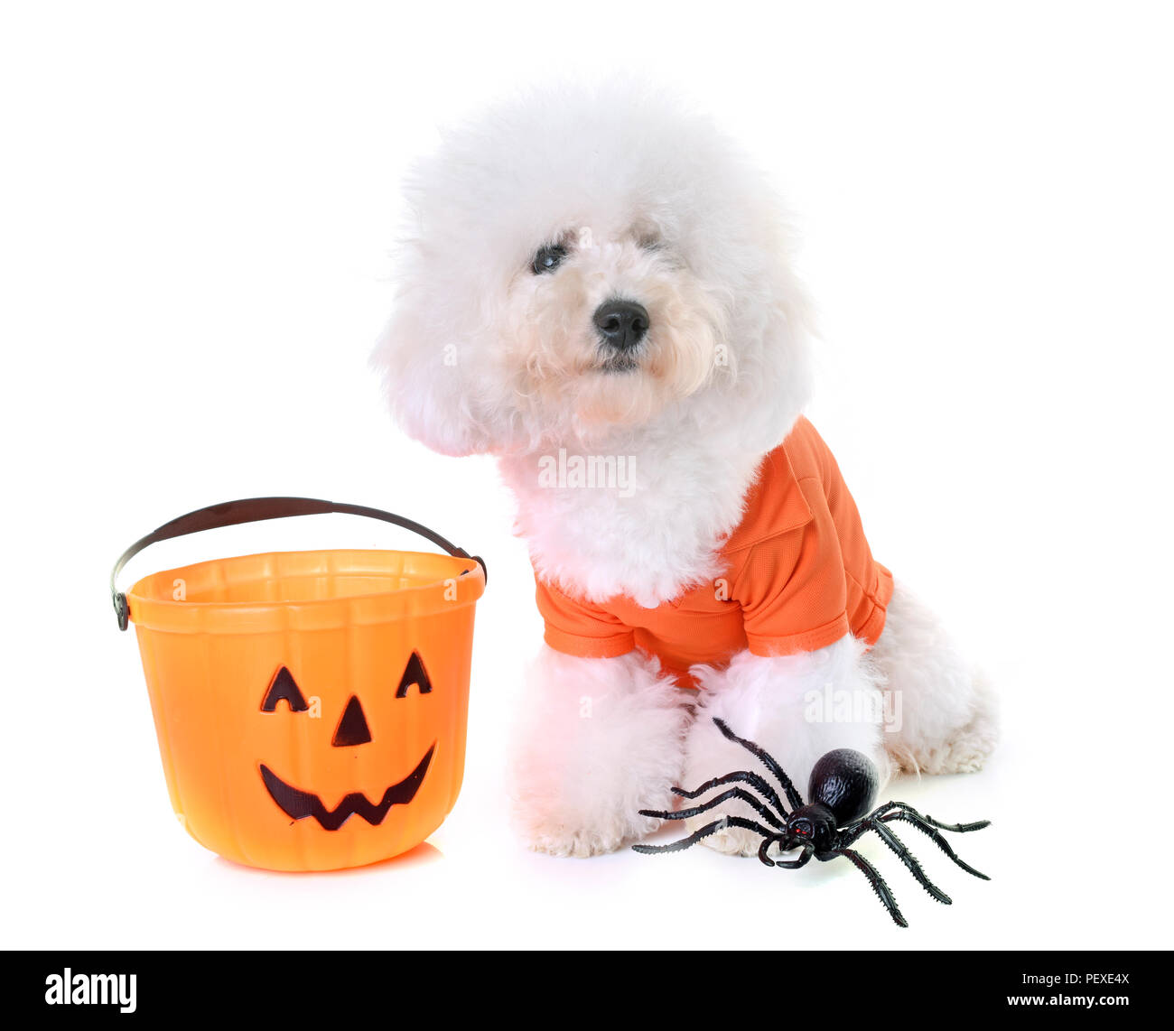 bichon frise and halloween in front of white background Stock Photo - Alamy