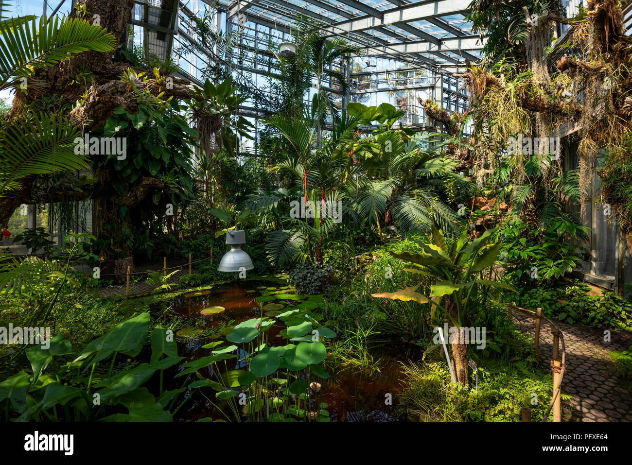 Rainforest vegetation in a greenhouse at Geneva Conservatory and ...