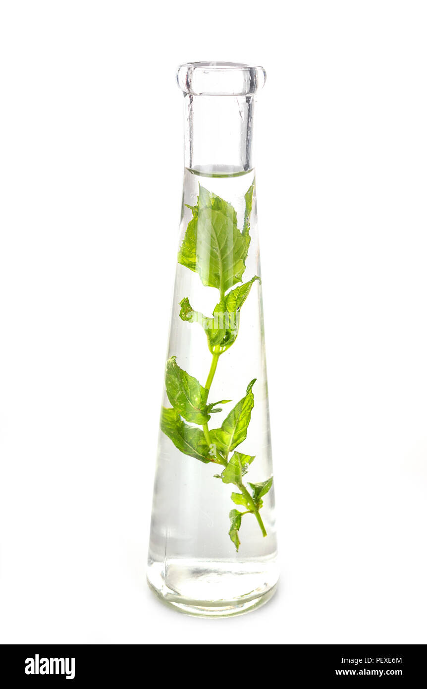 basil in test tube in front of white background Stock Photo - Alamy