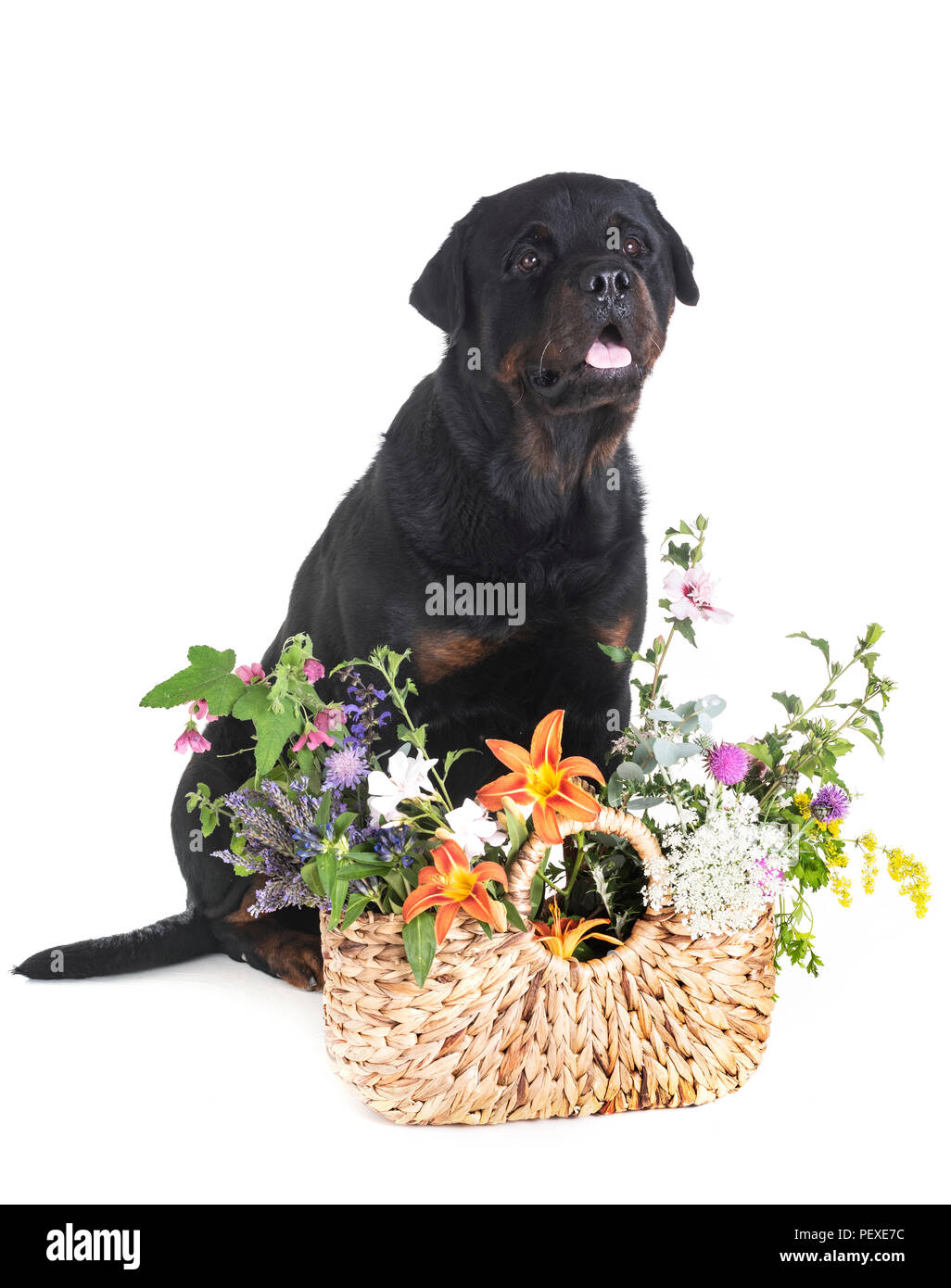 rottweiler and flowers in front of white background Stock Photo - Alamy