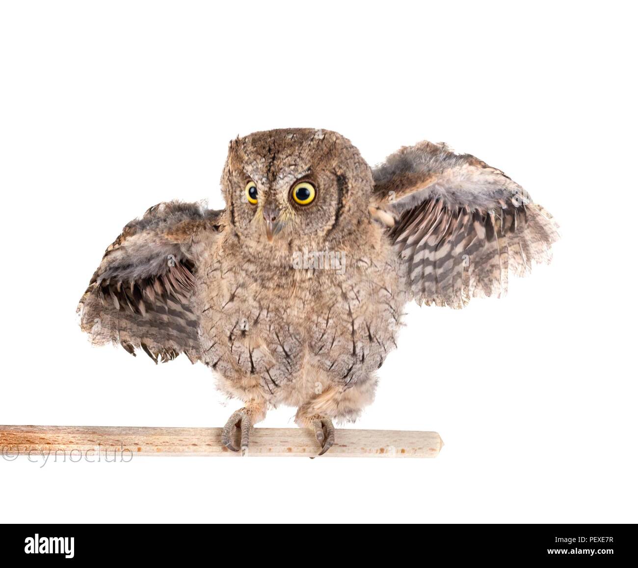 Eurasian scops owl in front of white background Stock Photo - Alamy