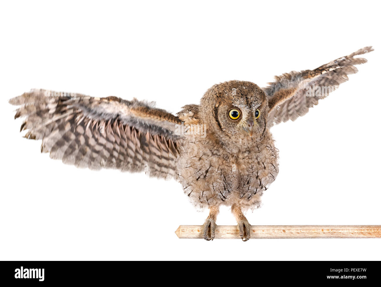 Eurasian scops owl in front of white background Stock Photo - Alamy