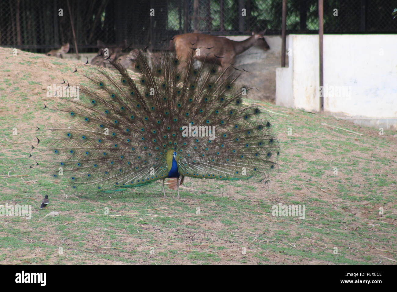 wild life photography peacock peahen.colorful wild life in rainy season ...