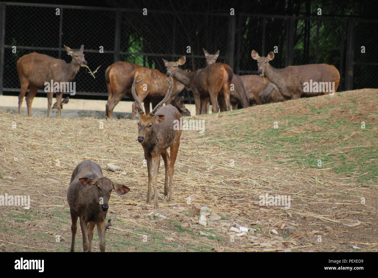 Beautiful wild life beautiful animal .Deer are among the most familiar ...