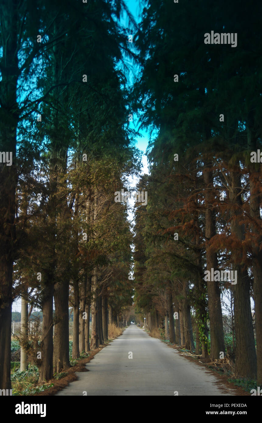 Path tall trees on both sides hi-res stock photography and images - Alamy