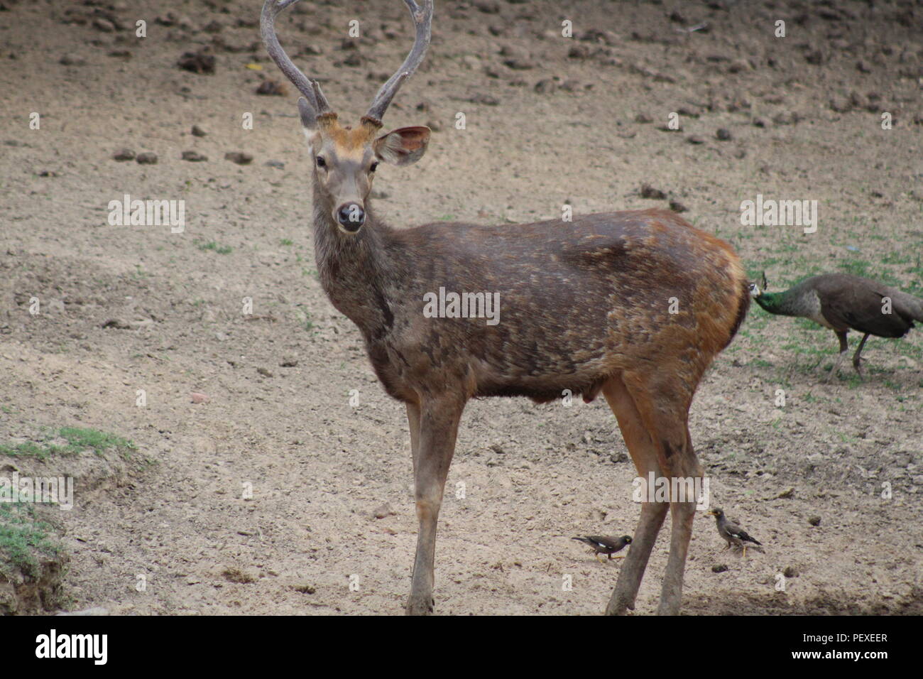 Beautiful wild life beautiful animal .Deer are among the most familiar ...
