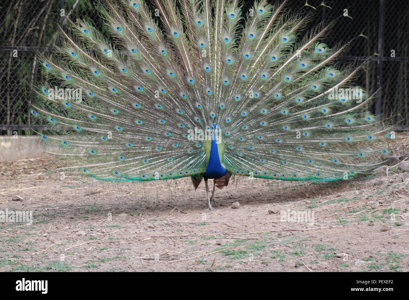 wild life photography peacock peahen.colorful wild life in rainy season ...