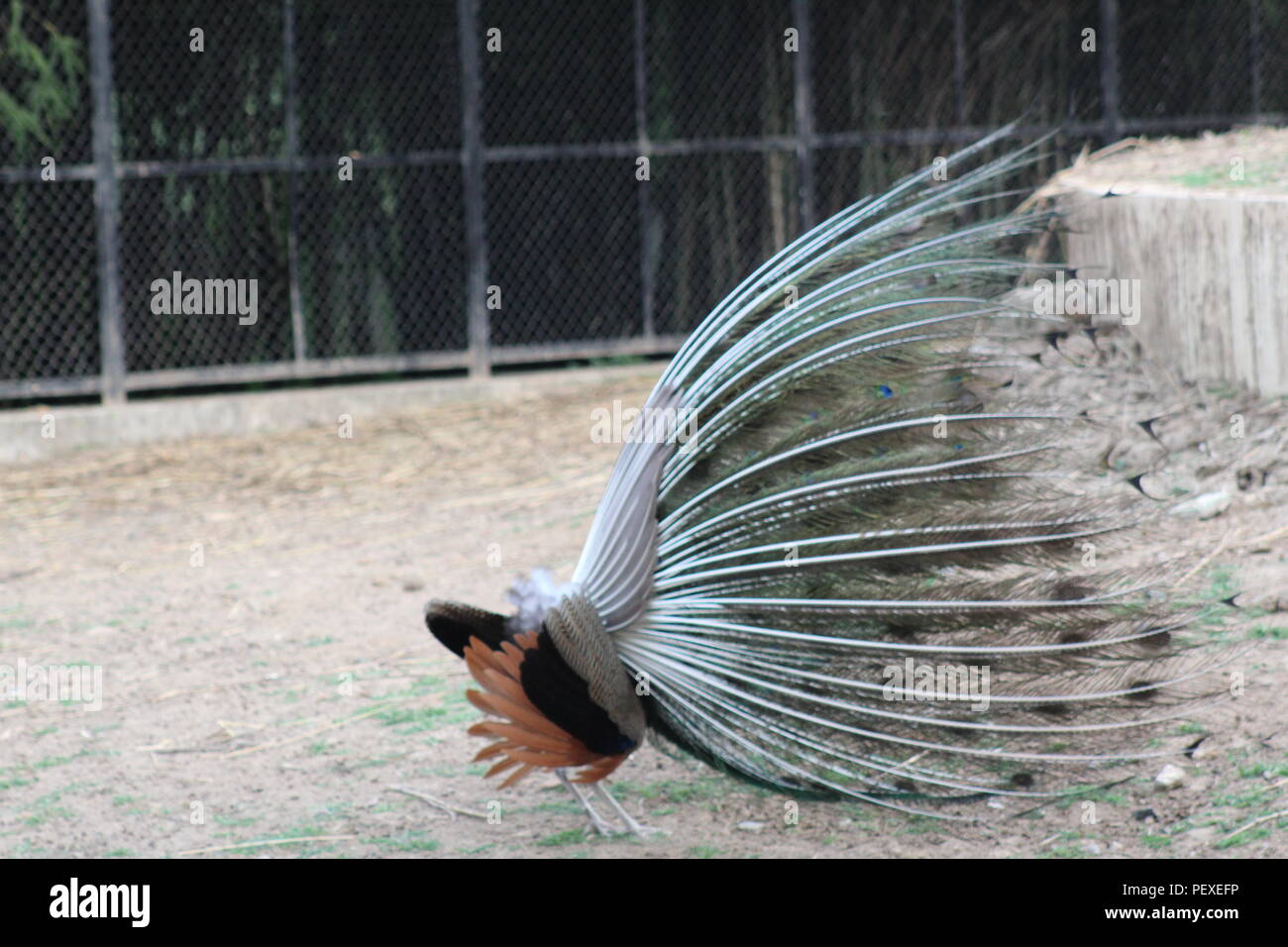 wild life photography peacock peahen.colorful wild life in rainy season ...