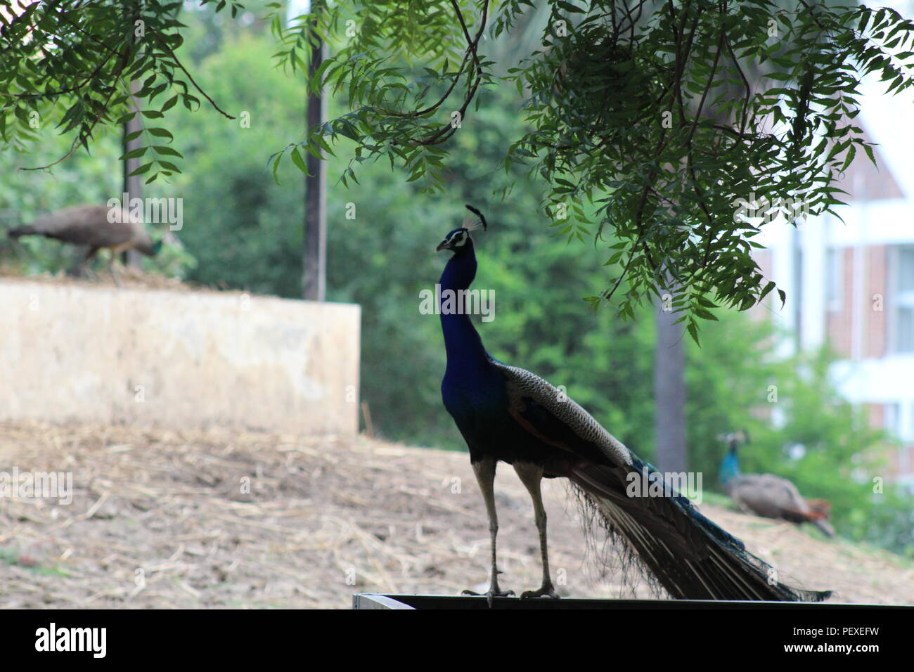 wild life photography peacock peahen.colorful wild life in rainy season ...