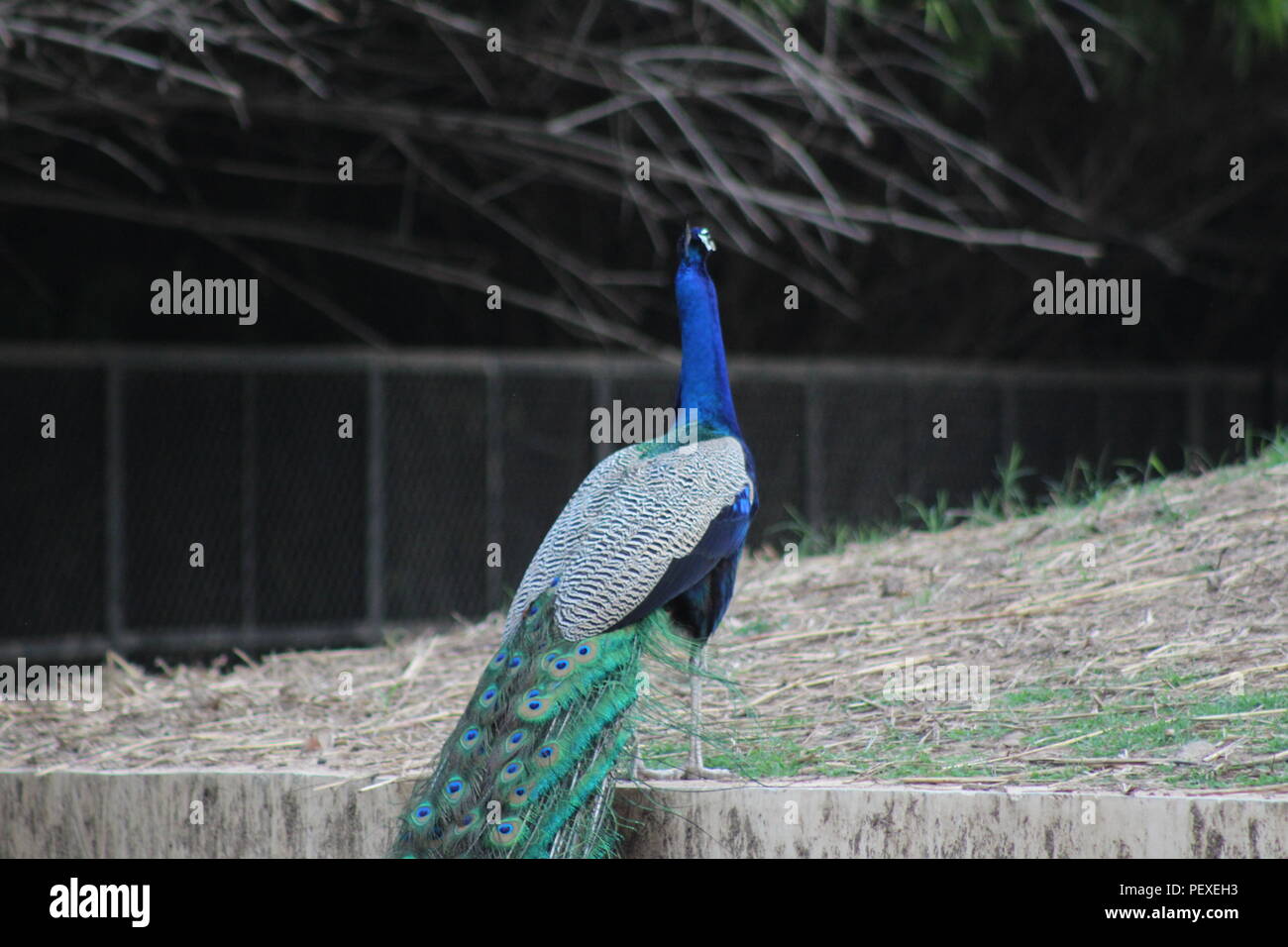 wild life photography peacock peahen.colorful wild life in rainy season ...
