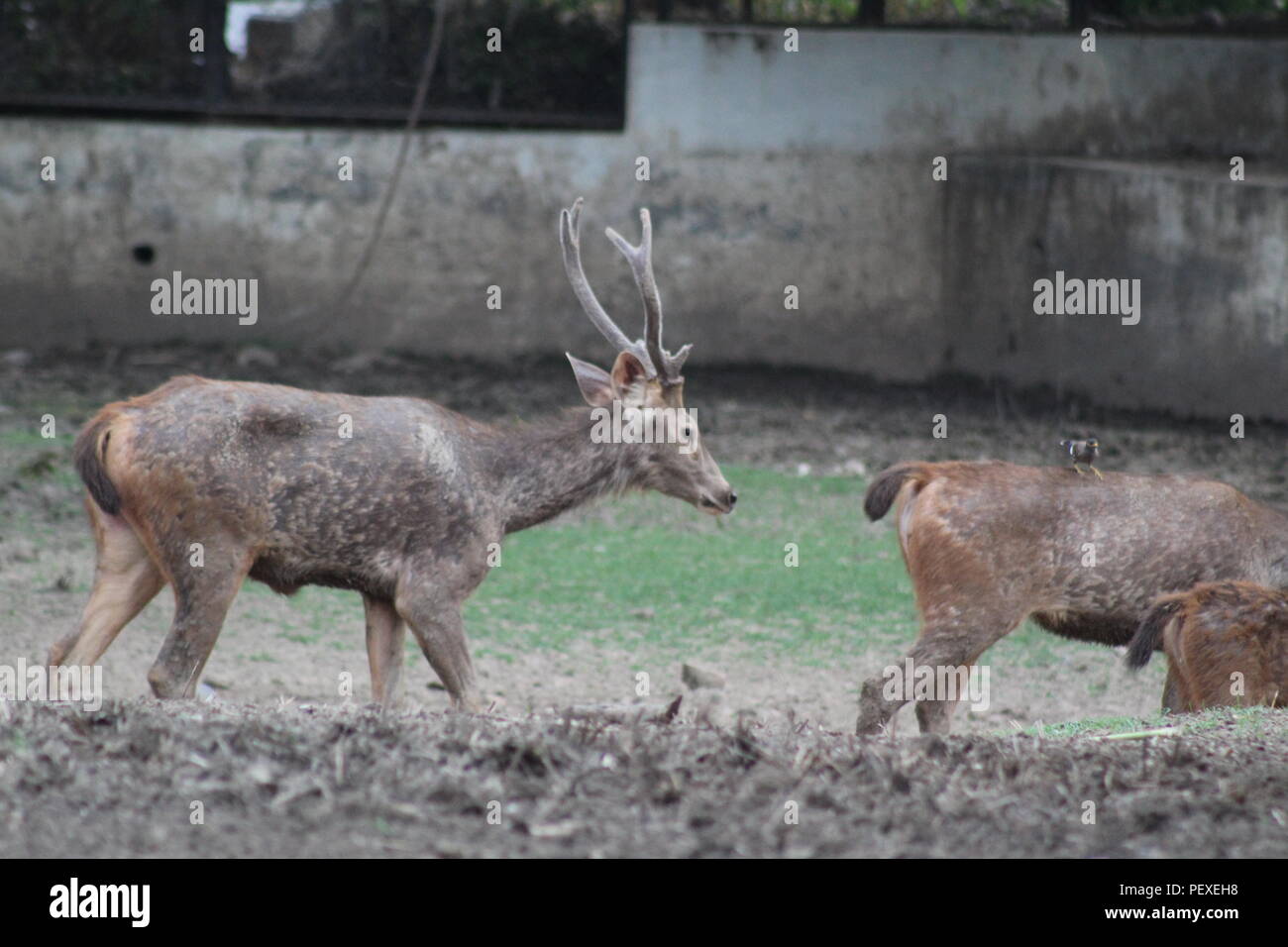 Beautiful wild life beautiful animal .Deer are among the most familiar ...