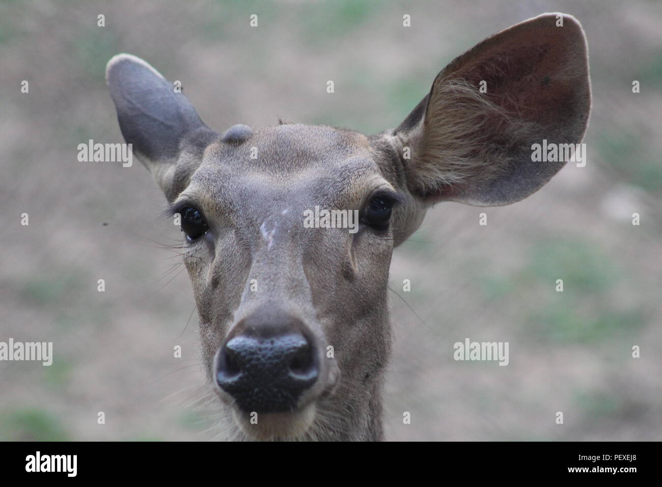 Beautiful wild life beautiful animal .Deer are among the most familiar ...