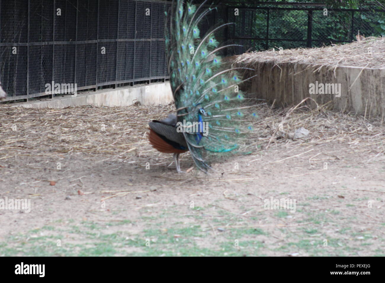wild life photography peacock peahen.colorful wild life in rainy season ...