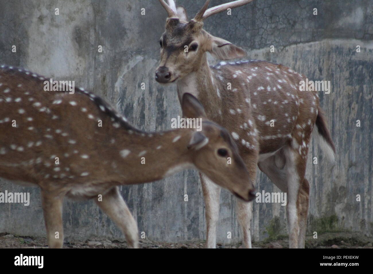 Beautiful wild life beautiful animal .Deer are among the most familiar ...