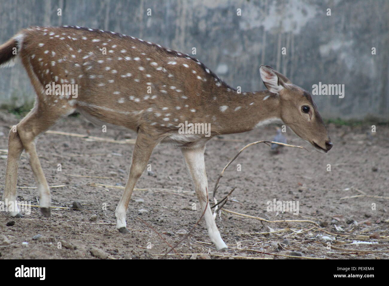 Beautiful wild life beautiful animal .Deer are among the most familiar ...