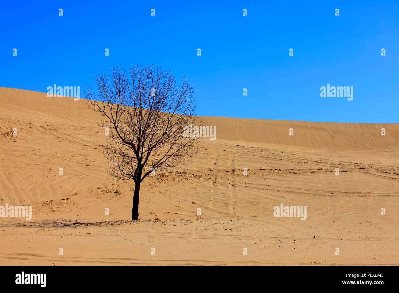 Desert scenery，The trees in the desert Stock Photo - Alamy