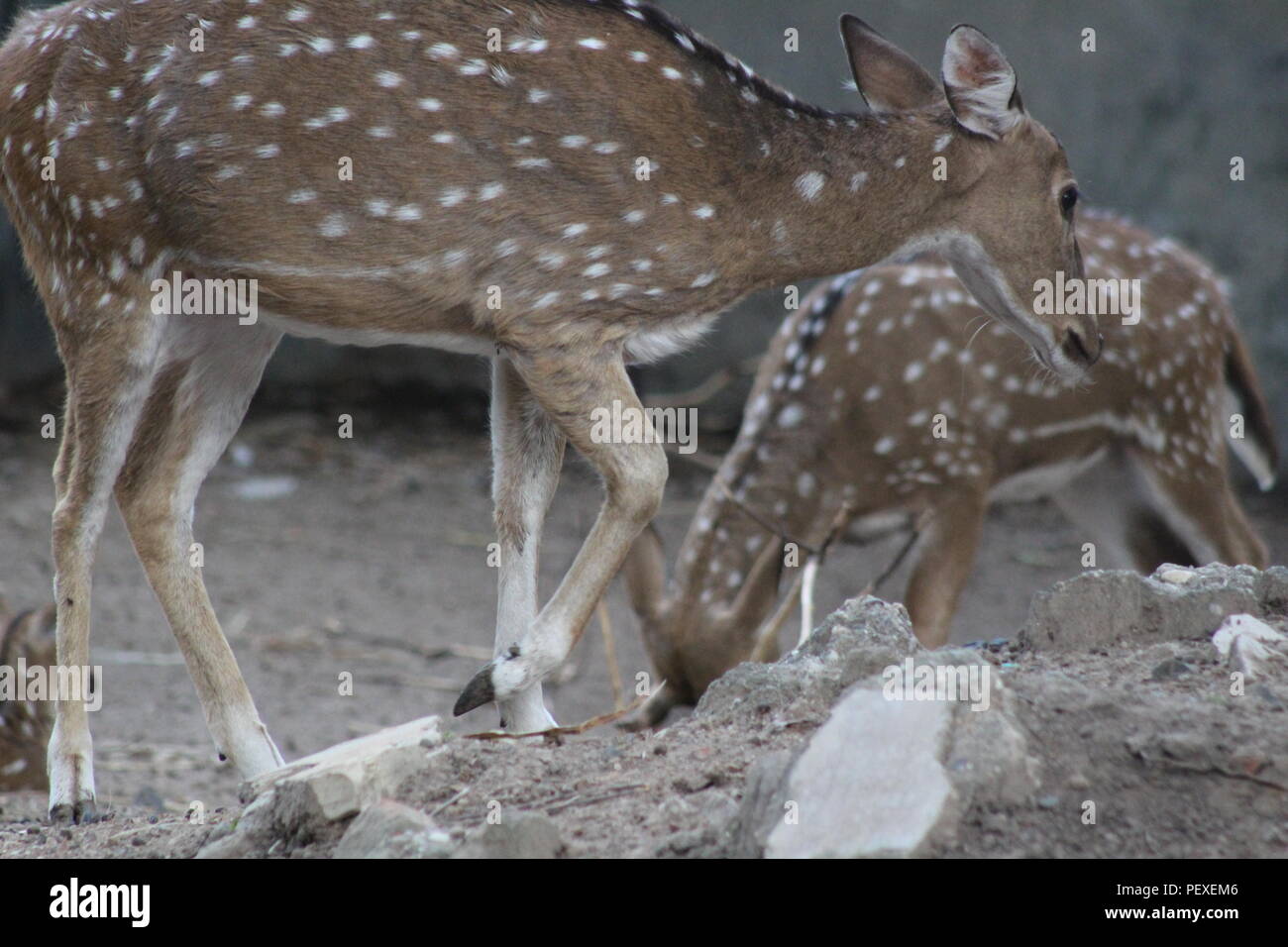 Beautiful wild life beautiful animal .Deer are among the most familiar ...