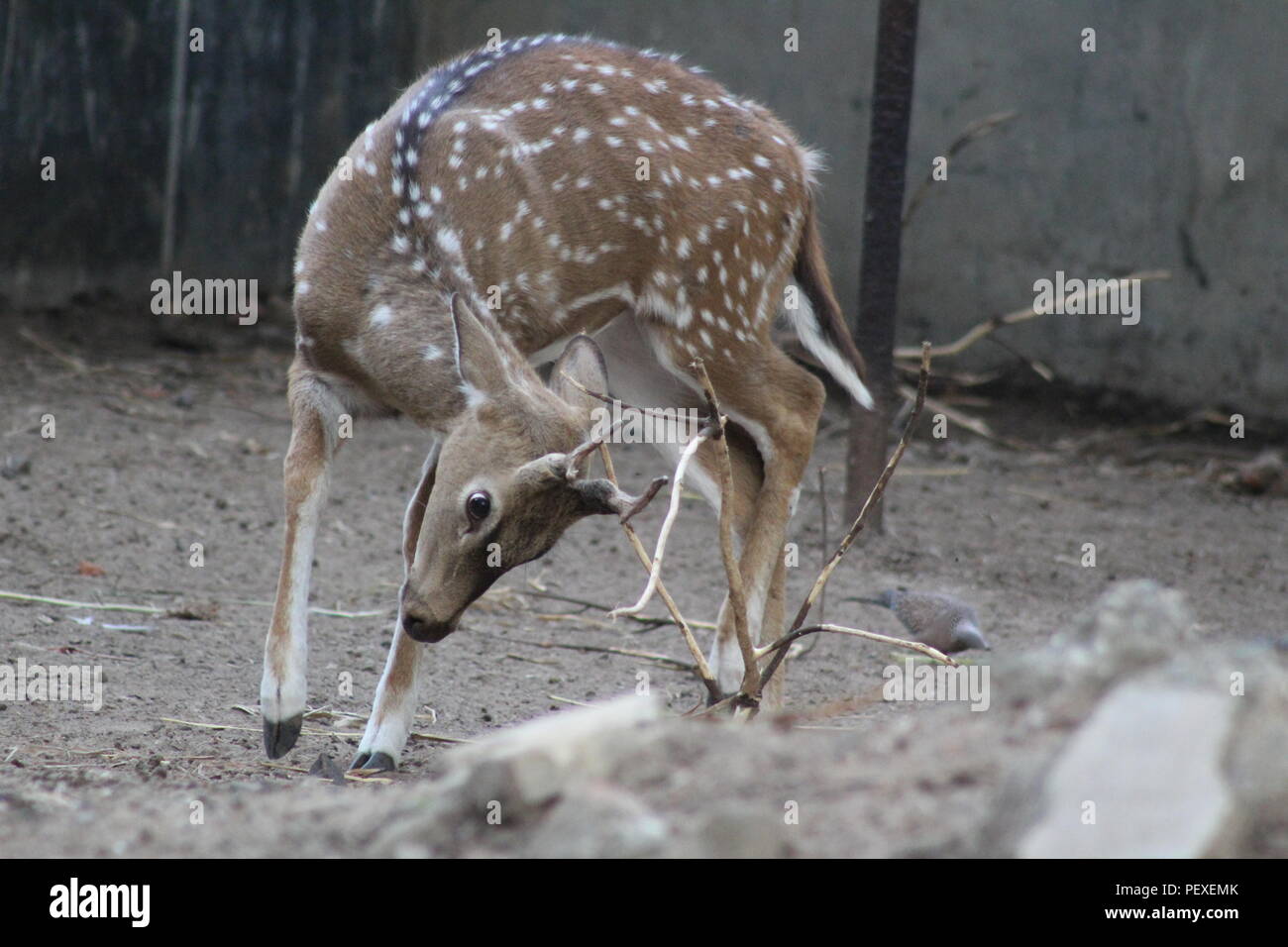 Beautiful wild life beautiful animal .Deer are among the most familiar ...