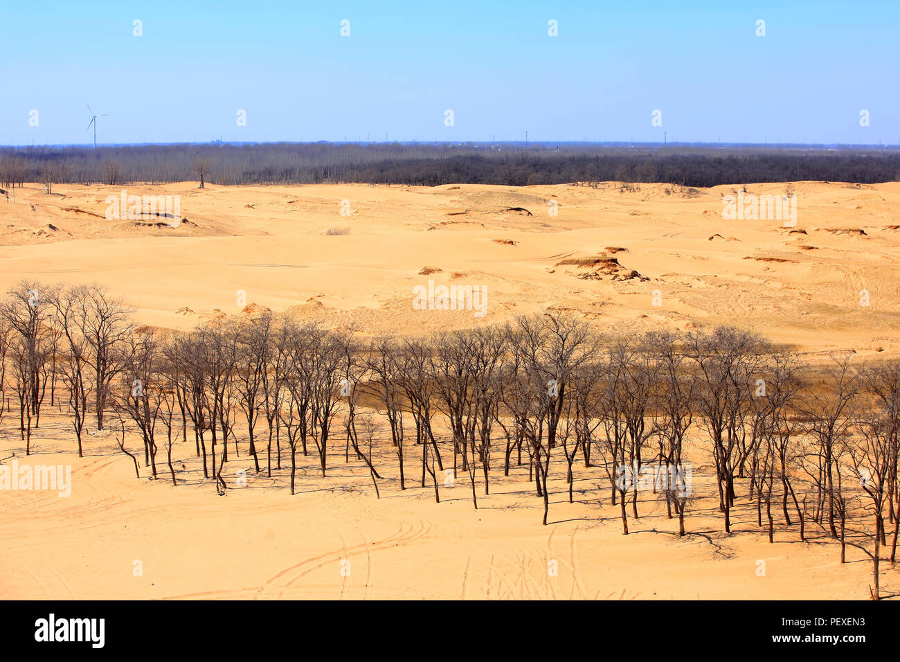 Desert scenery，The trees in the desert Stock Photo - Alamy