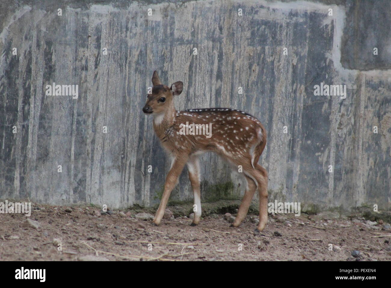 Beautiful wild life beautiful animal .Deer are among the most familiar ...