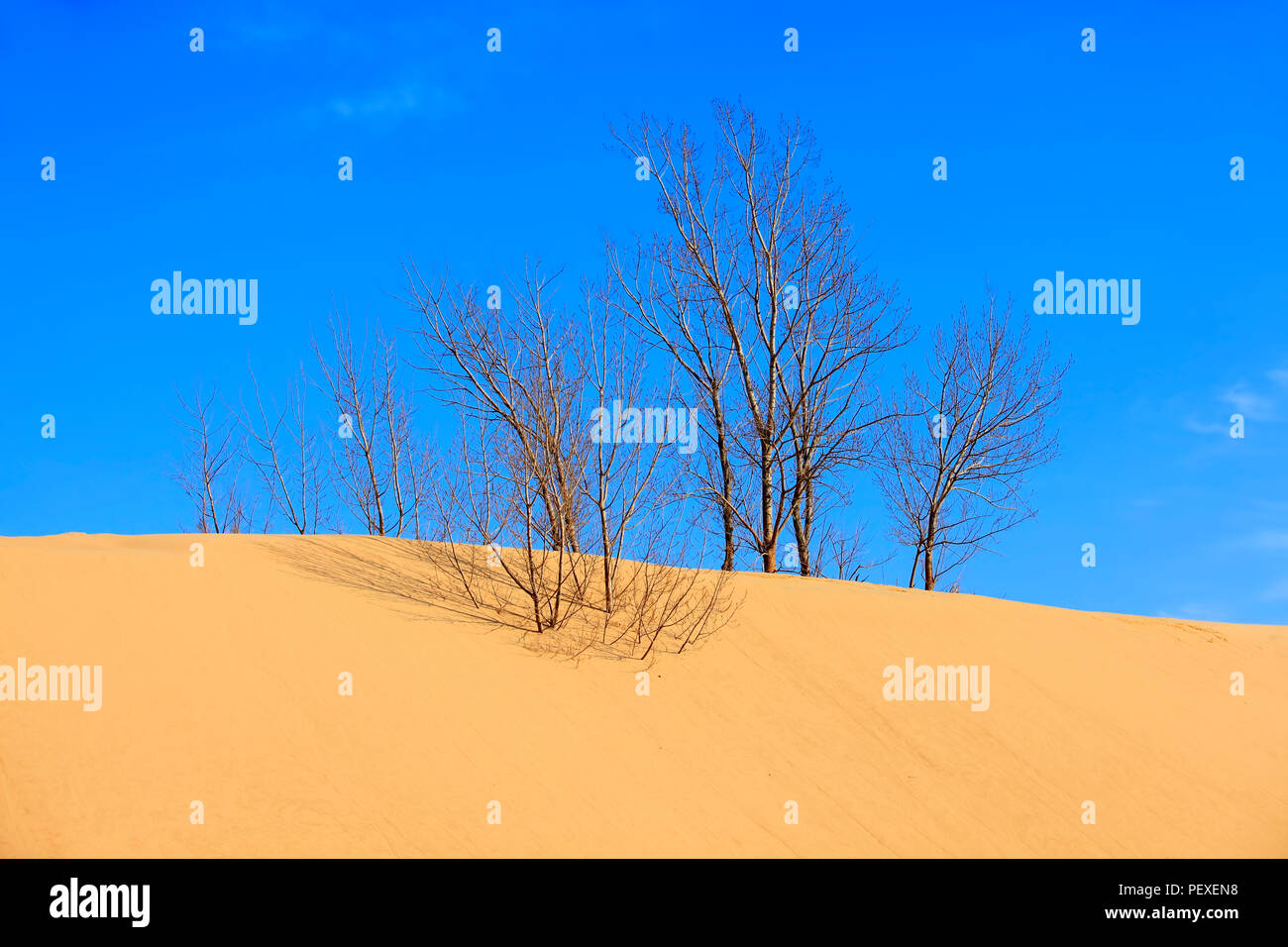 Desert scenery，The trees in the desert Stock Photo - Alamy