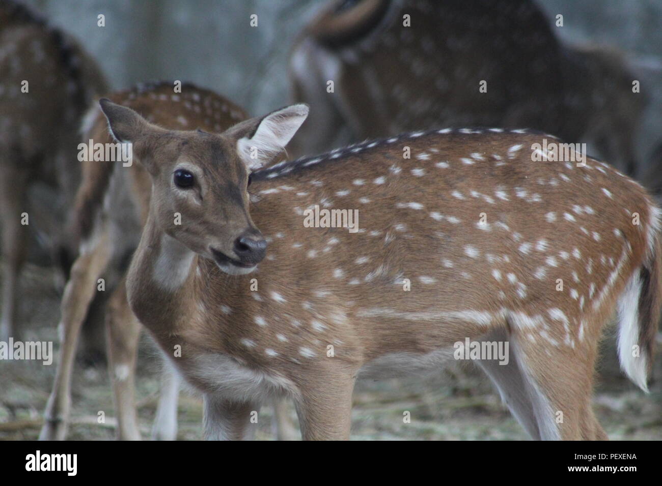 Beautiful wild life beautiful animal .Deer are among the most familiar ...