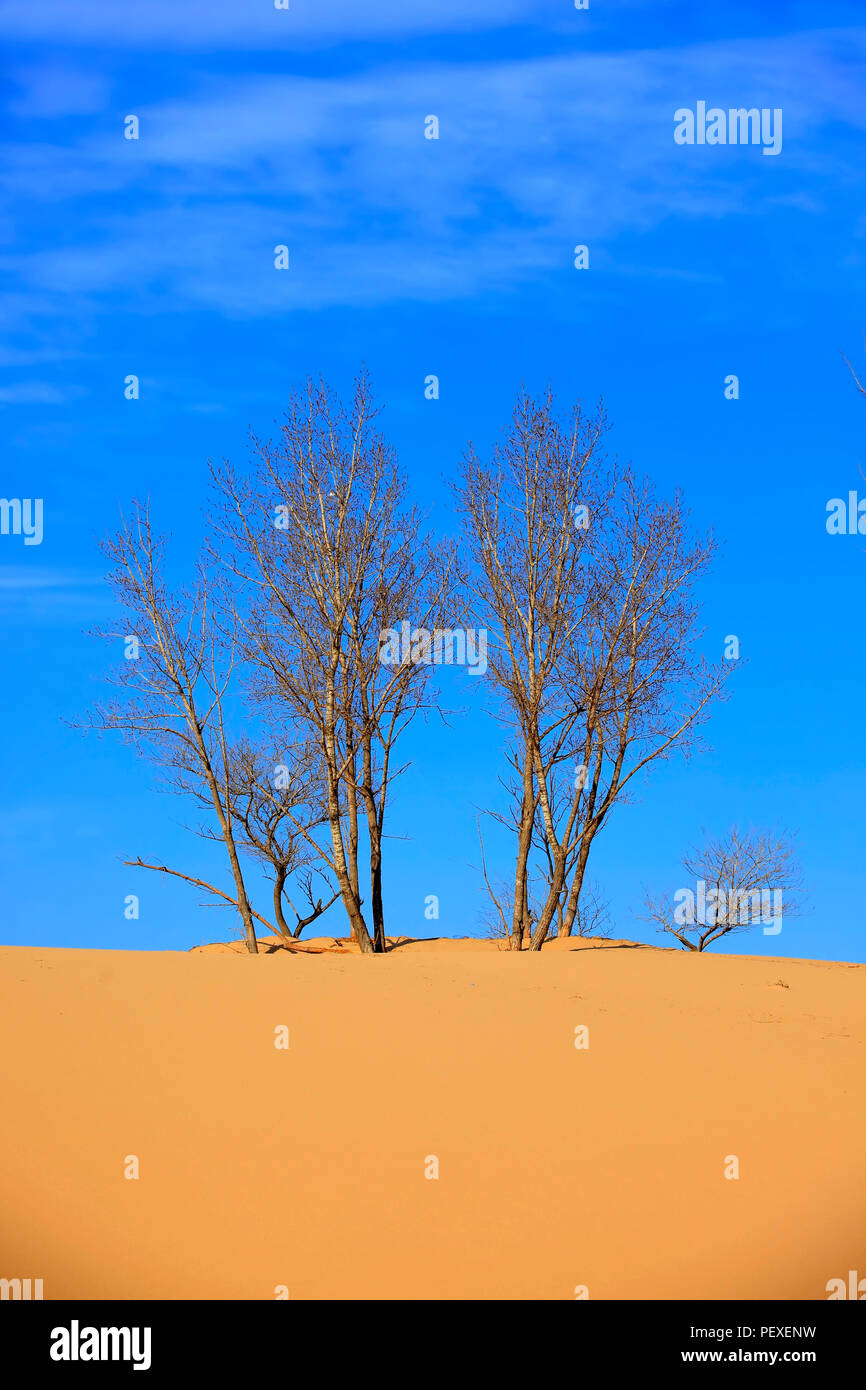 Desert scenery，The trees in the desert Stock Photo - Alamy