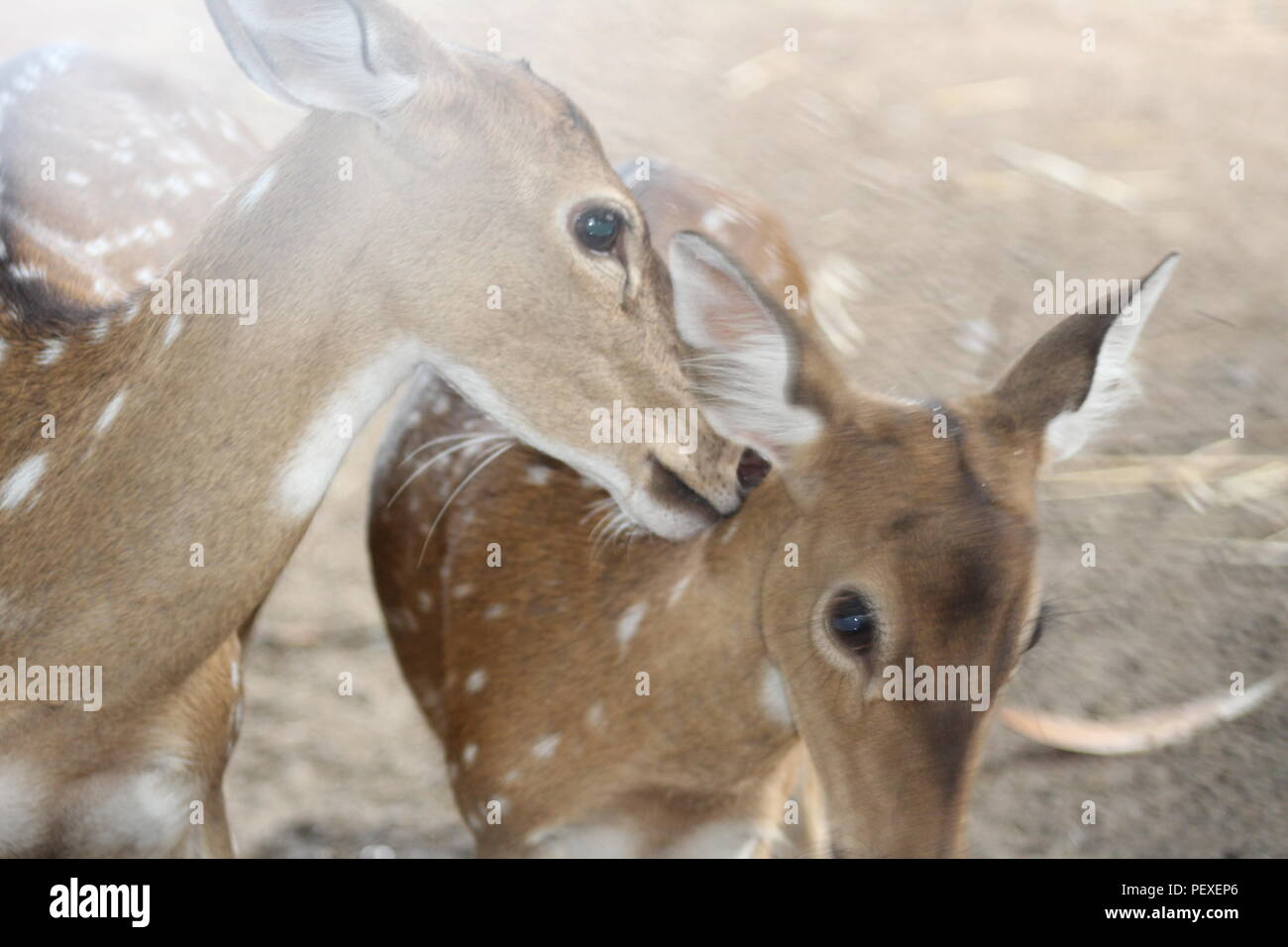Beautiful wild life beautiful animal .Deer are among the most familiar ...