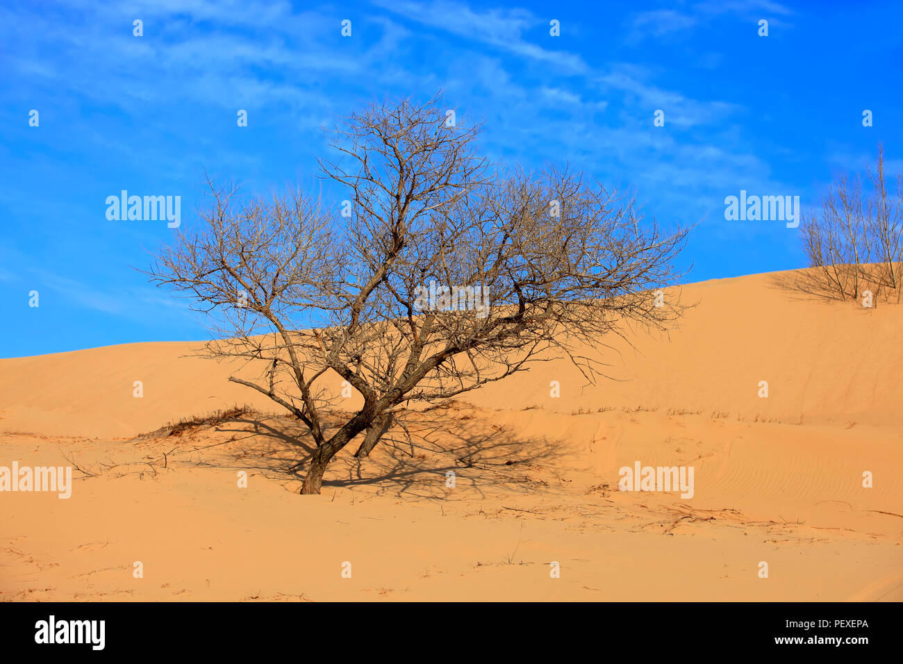 Desert scenery，The trees in the desert Stock Photo - Alamy