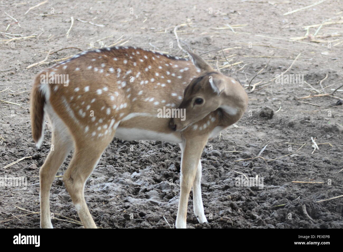 Beautiful wild life beautiful animal .Deer are among the most familiar ...