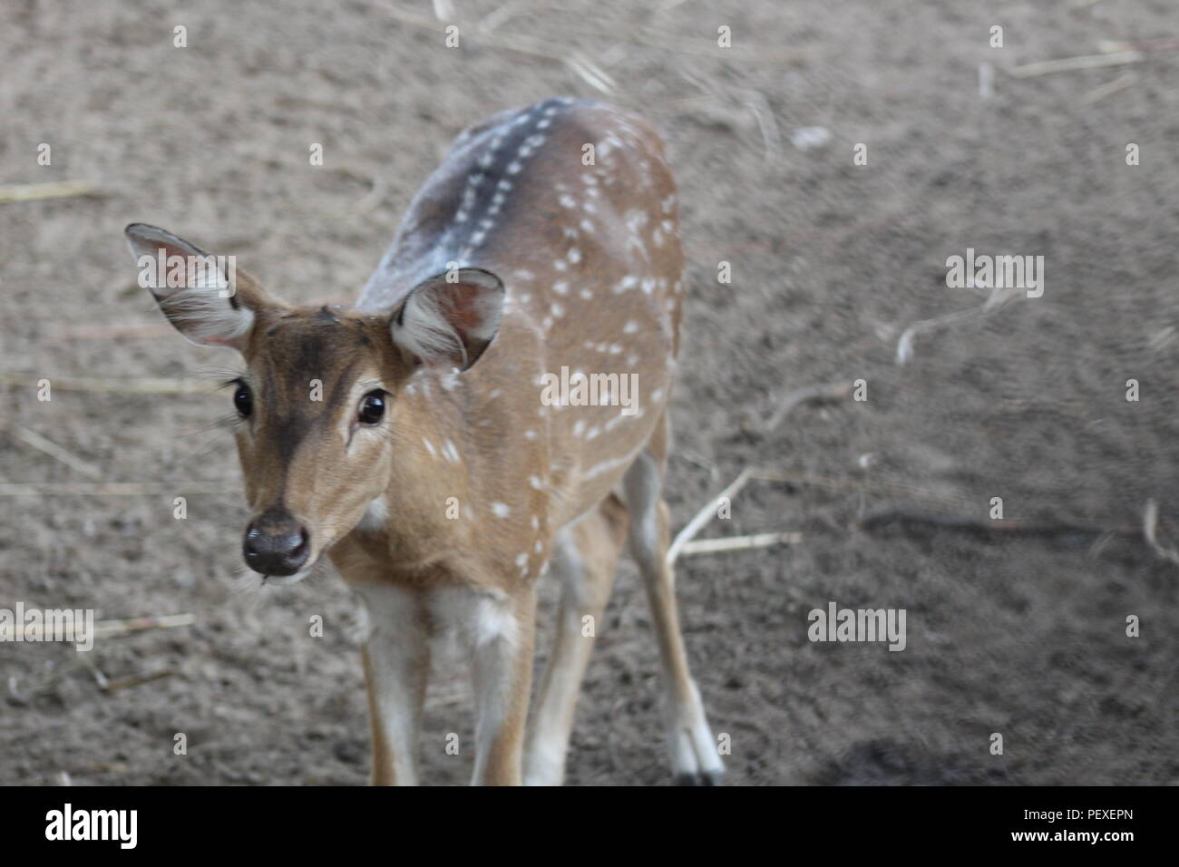 Beautiful wild life beautiful animal .Deer are among the most familiar ...