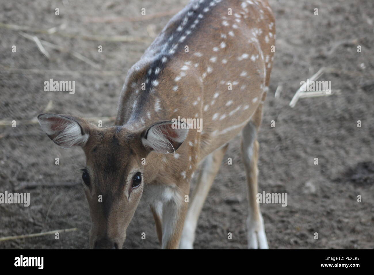 Beautiful wild life beautiful animal .Deer are among the most familiar ...
