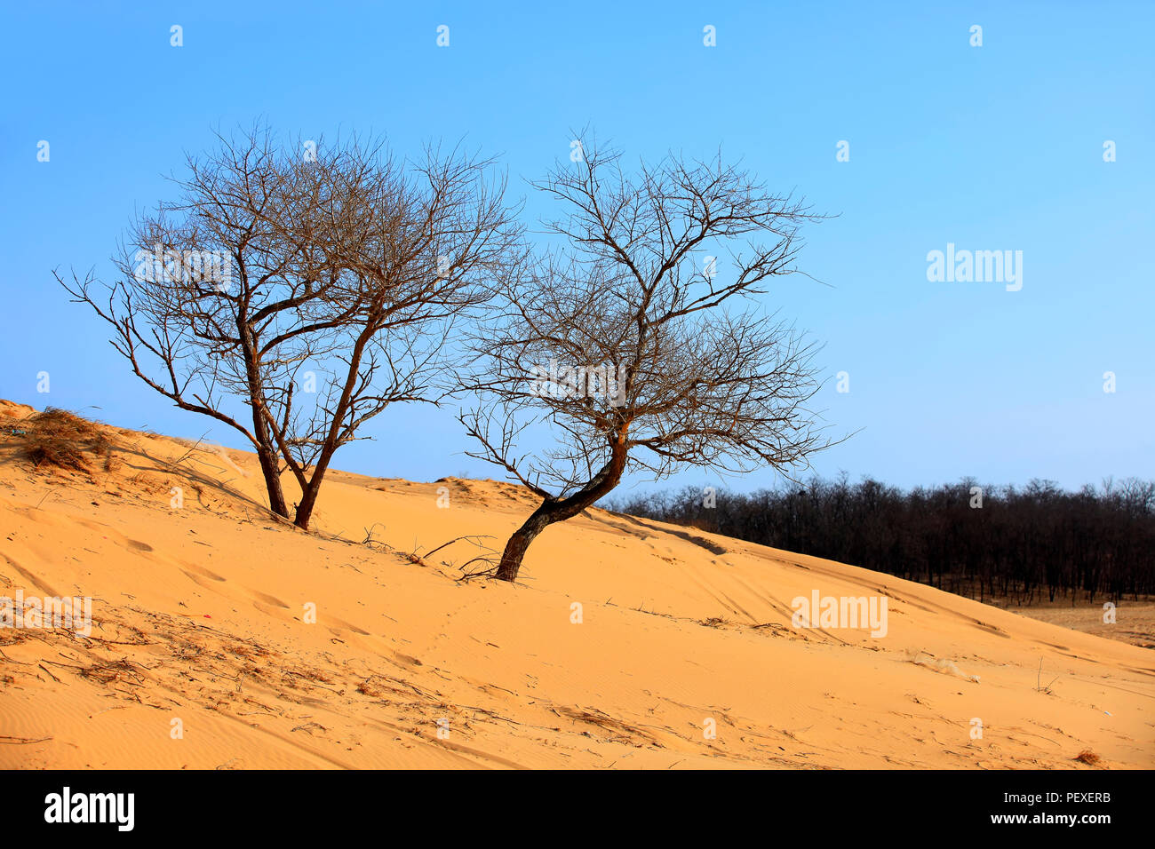 Desert scenery，The trees in the desert Stock Photo - Alamy