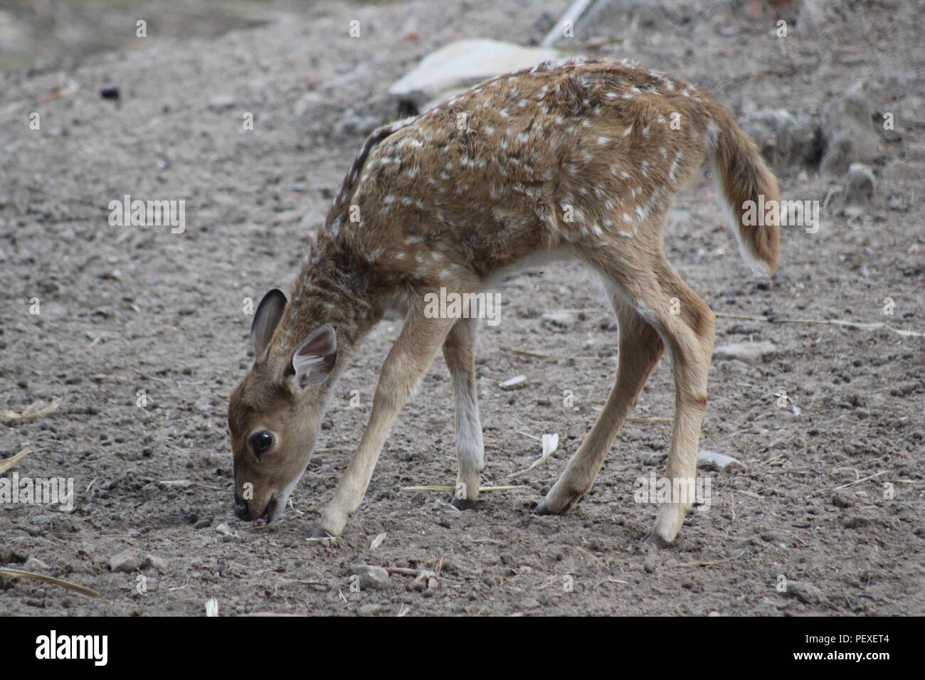 Beautiful wild life beautiful animal .Deer are among the most familiar ...