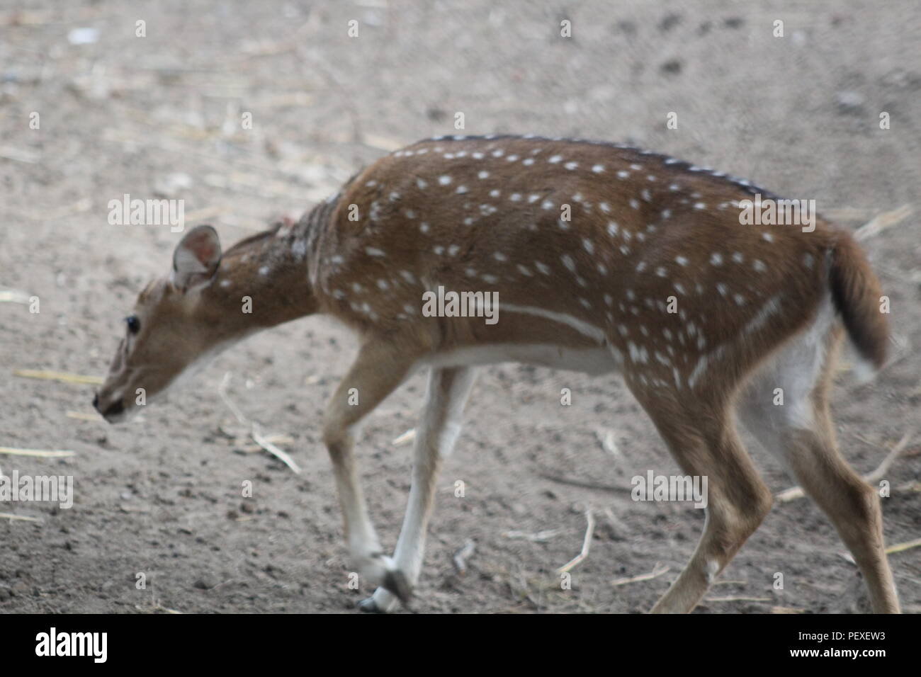 Beautiful wild life beautiful animal .Deer are among the most familiar ...