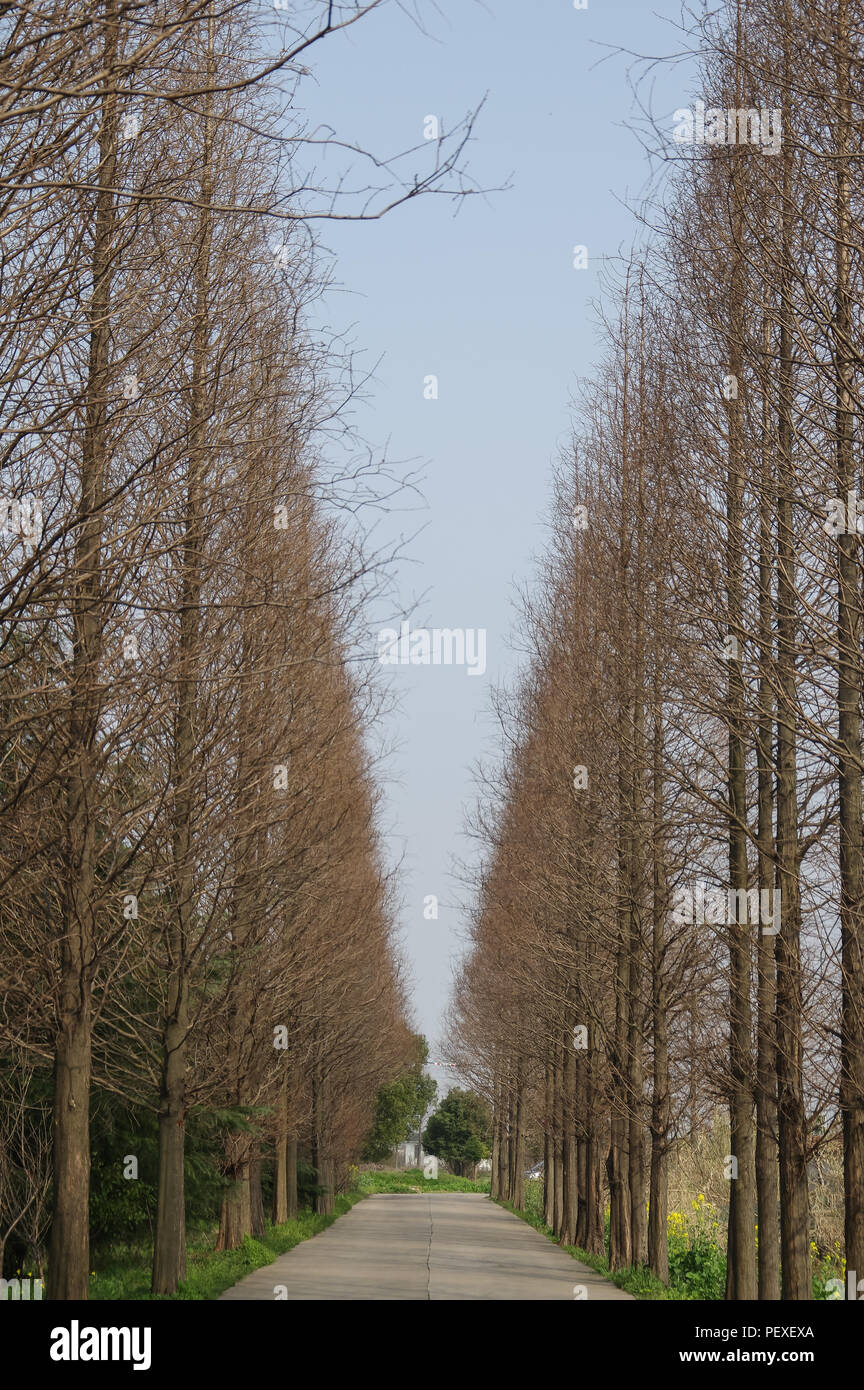 Tall straight trees in countryside hi-res stock photography and images ...