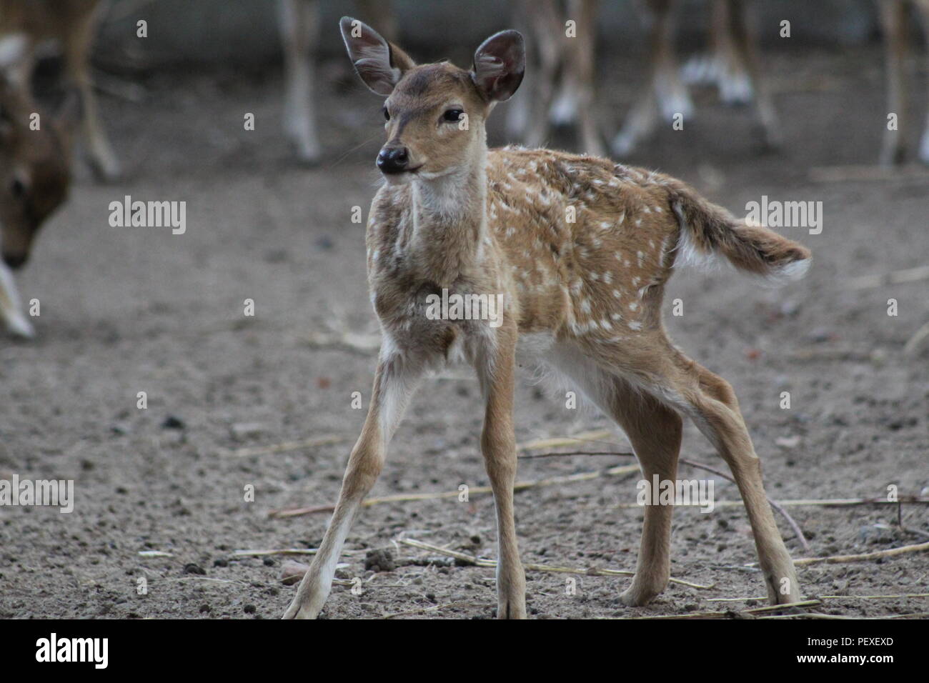 Beautiful wild life beautiful animal .Deer are among the most familiar ...