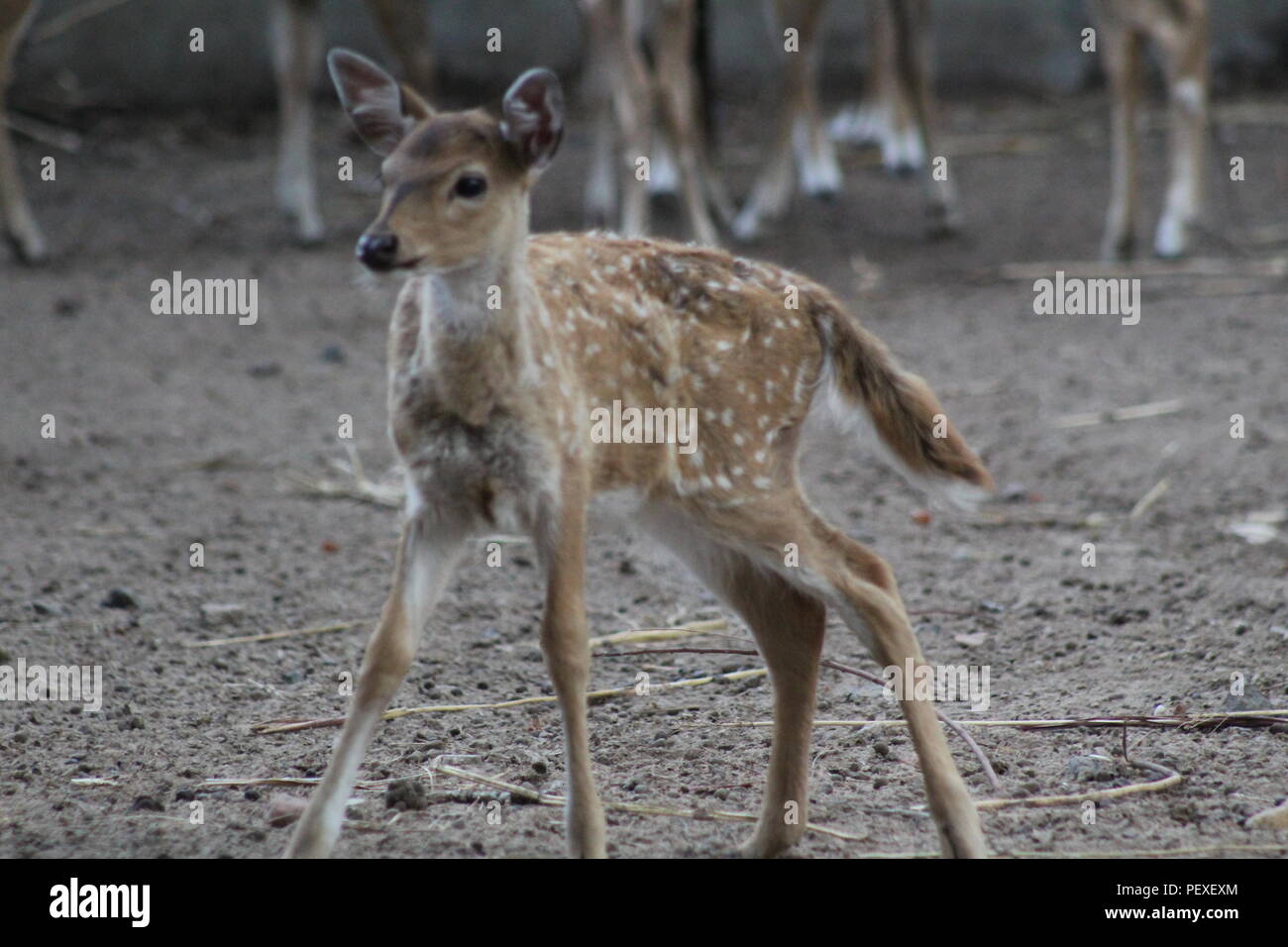 Beautiful wild life beautiful animal .Deer are among the most familiar ...